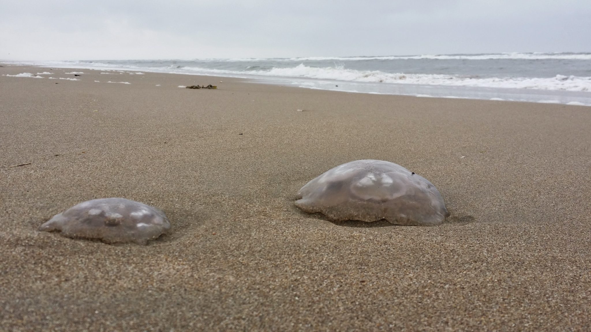 Oorkwal: De meest voorkomende kwal in Nederland
